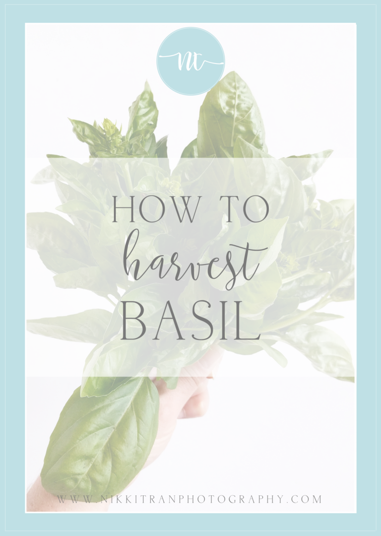 Harvesting Basil | Our Vegetable Garden | Blog | Nikki Jean Tran